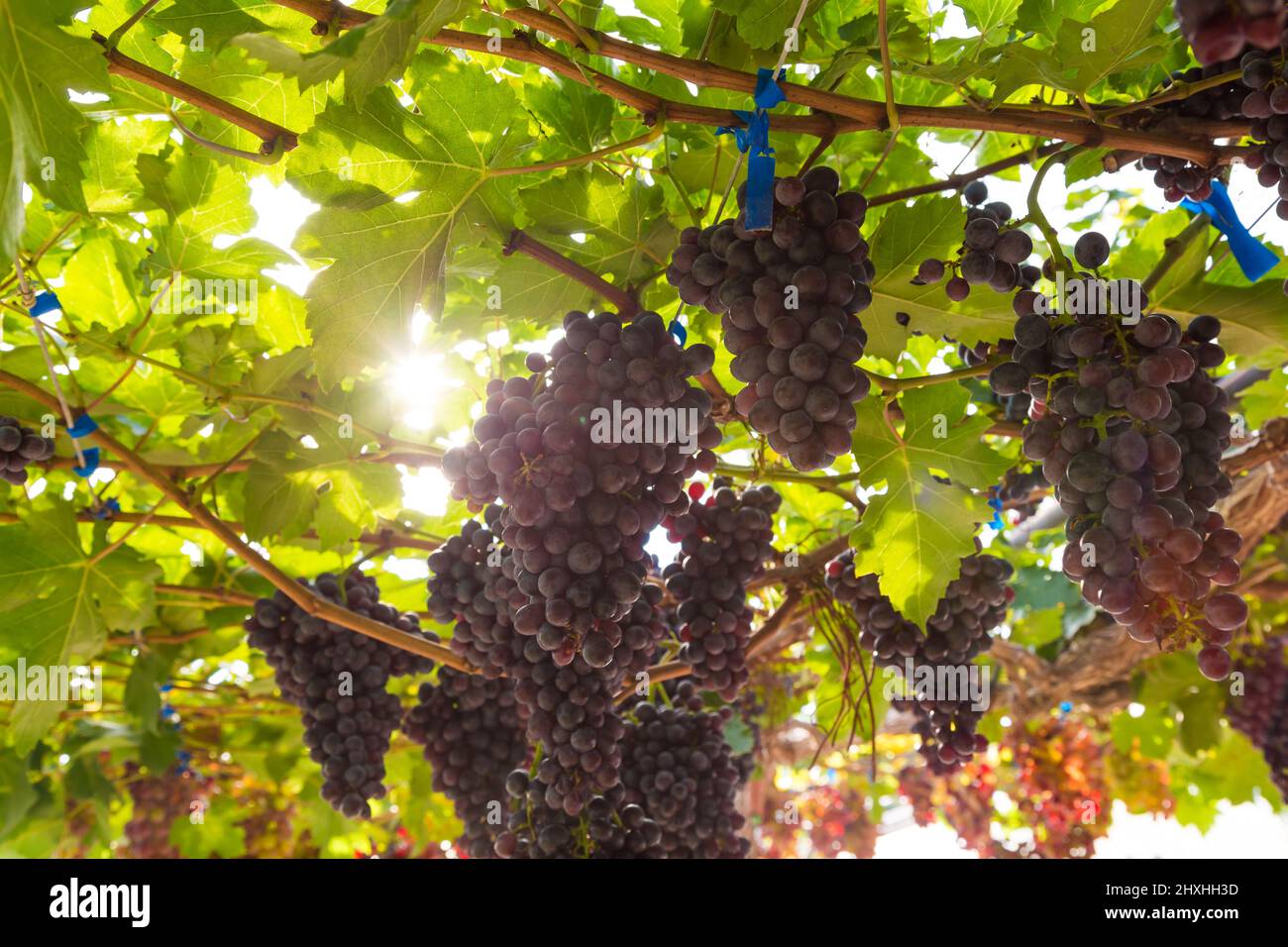 Red grape on vine of tree with green leaf vine fruit Stock Photo - Alamy