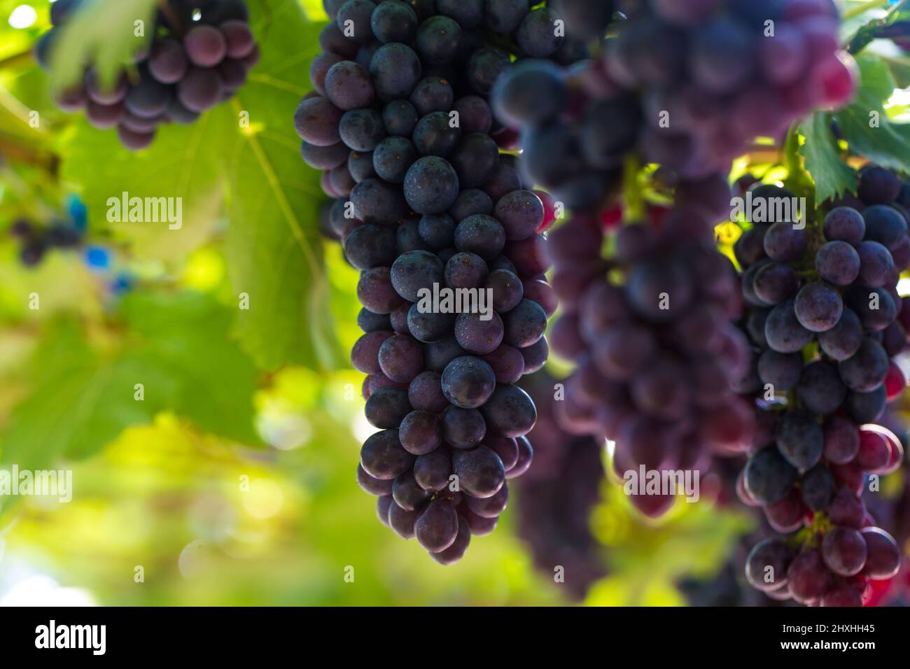 Red grape on vine of tree with green leaf vine fruit Stock Photo - Alamy