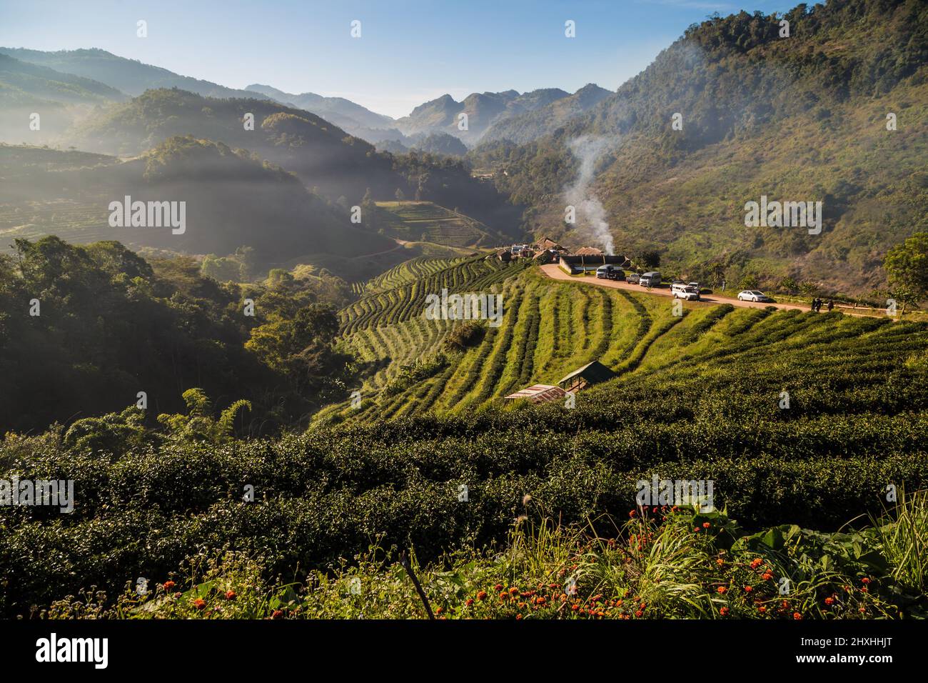 Green tea plantation field on mountain sunrise agricultural industry ...