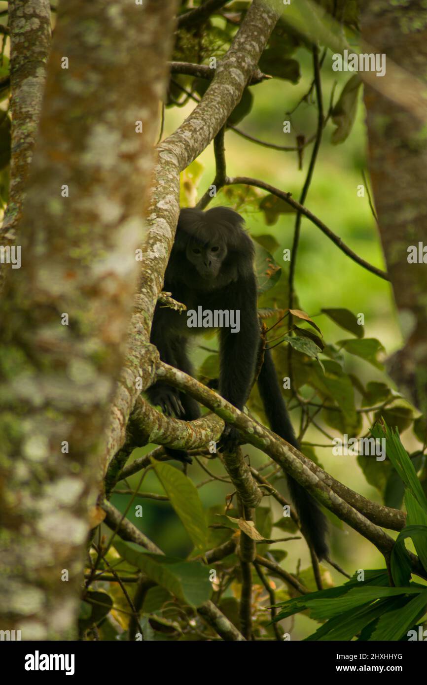 black javanese surili on a tree in the morning Stock Photo - Alamy