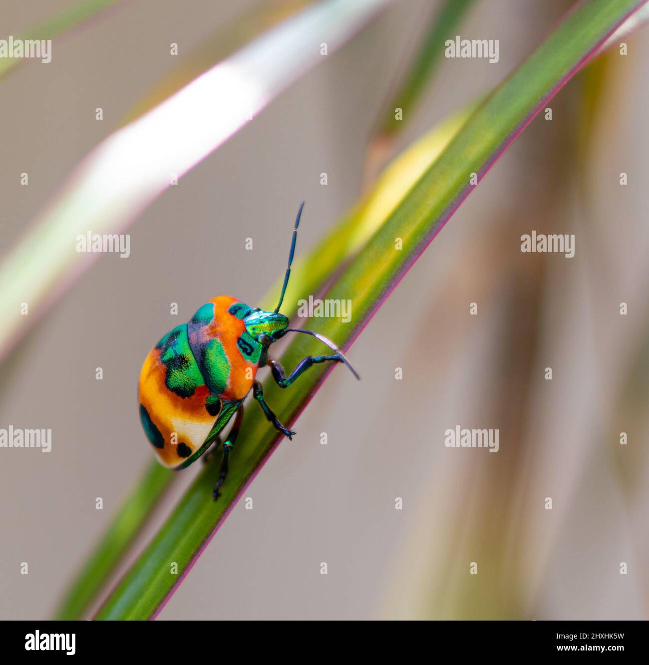 Incredibly colourful bug seen in my balcony garden crawling up a leaf ...
