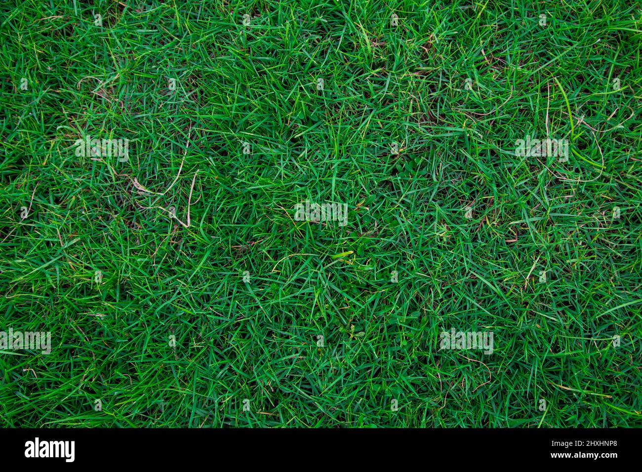 Green meadow grass background top view backdrop use nature flora Stock ...