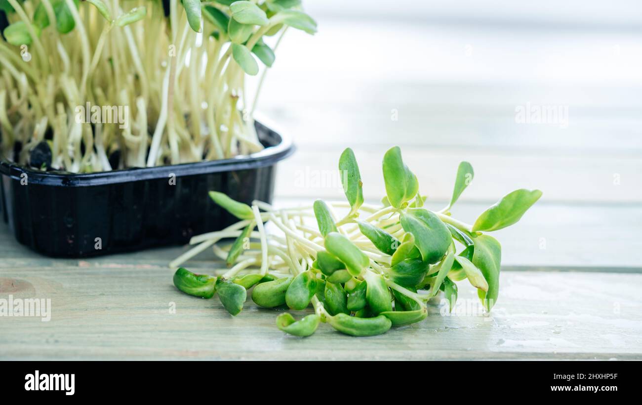 Freshly cut sprouts of sunflower microgreen grown at home Stock Photo ...