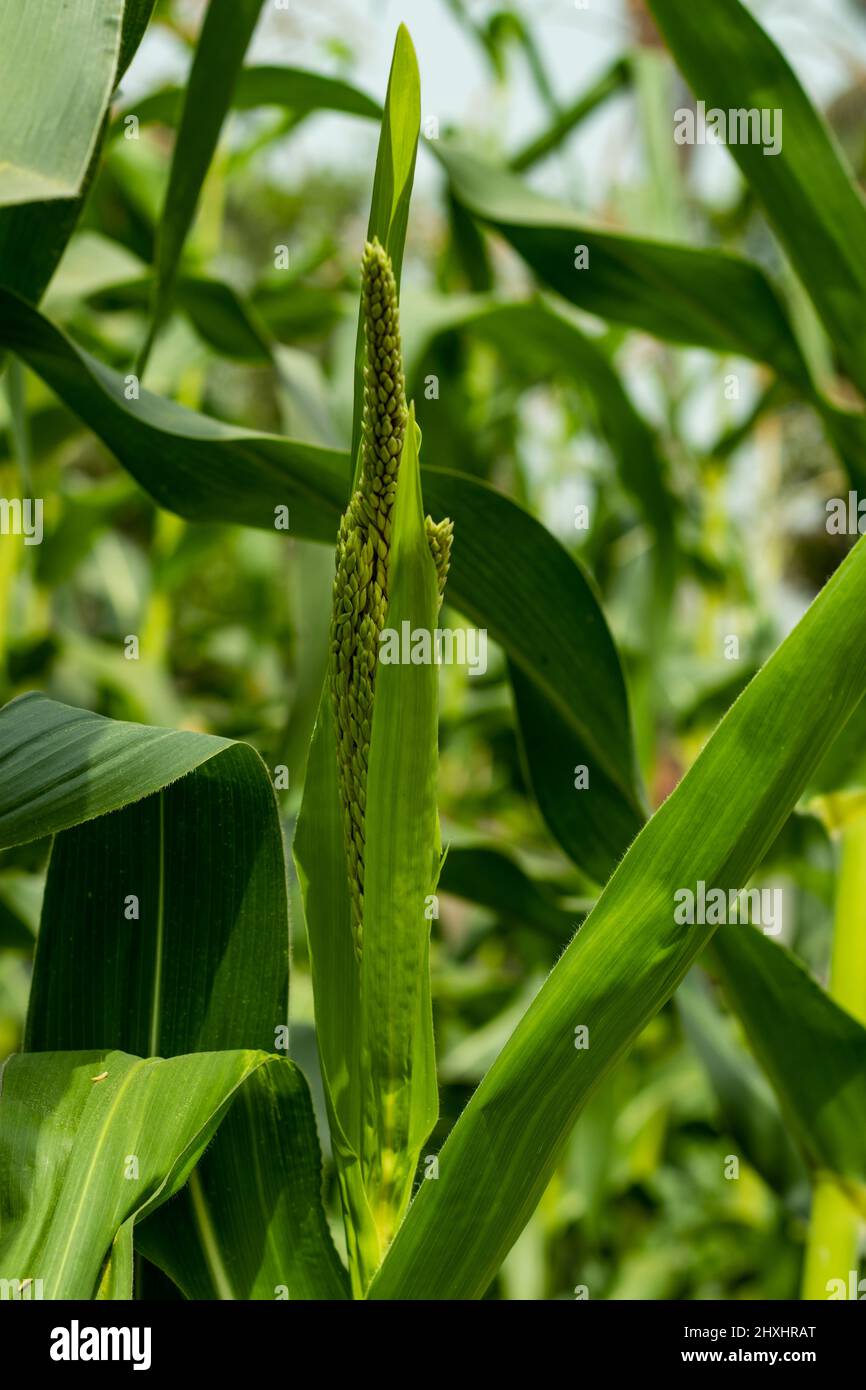The maize or corn is a tall annual cereal grass Zea mays originally ...