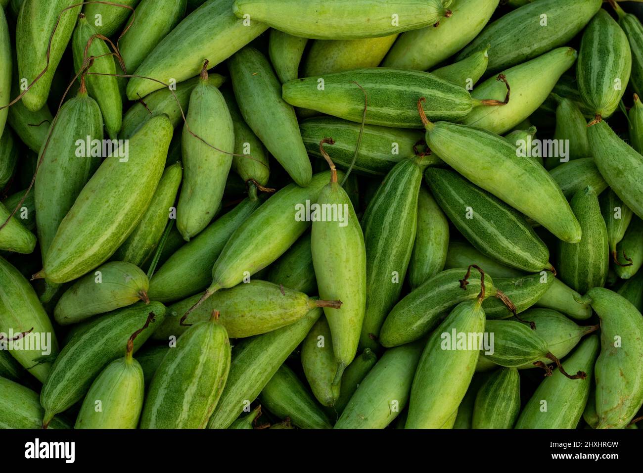 These are raw pointed gourds. Potol vegetable is a vine plant Stock ...