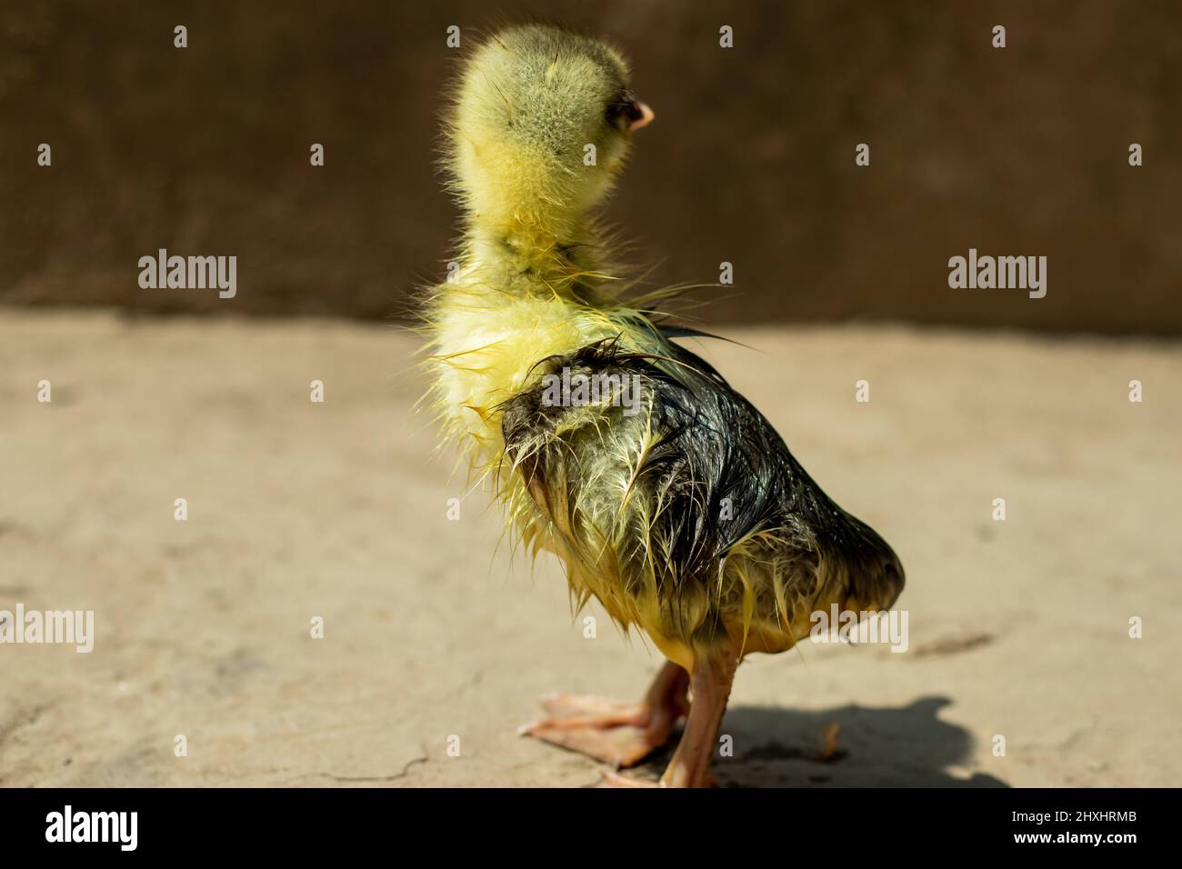 This is a baby goose. Swans or Raj Hash are birds of the family ...