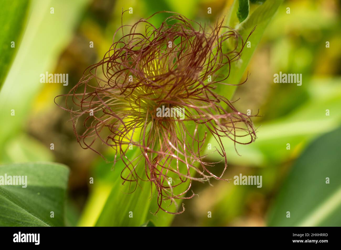 Maize flower hi-res stock photography and images - Alamy