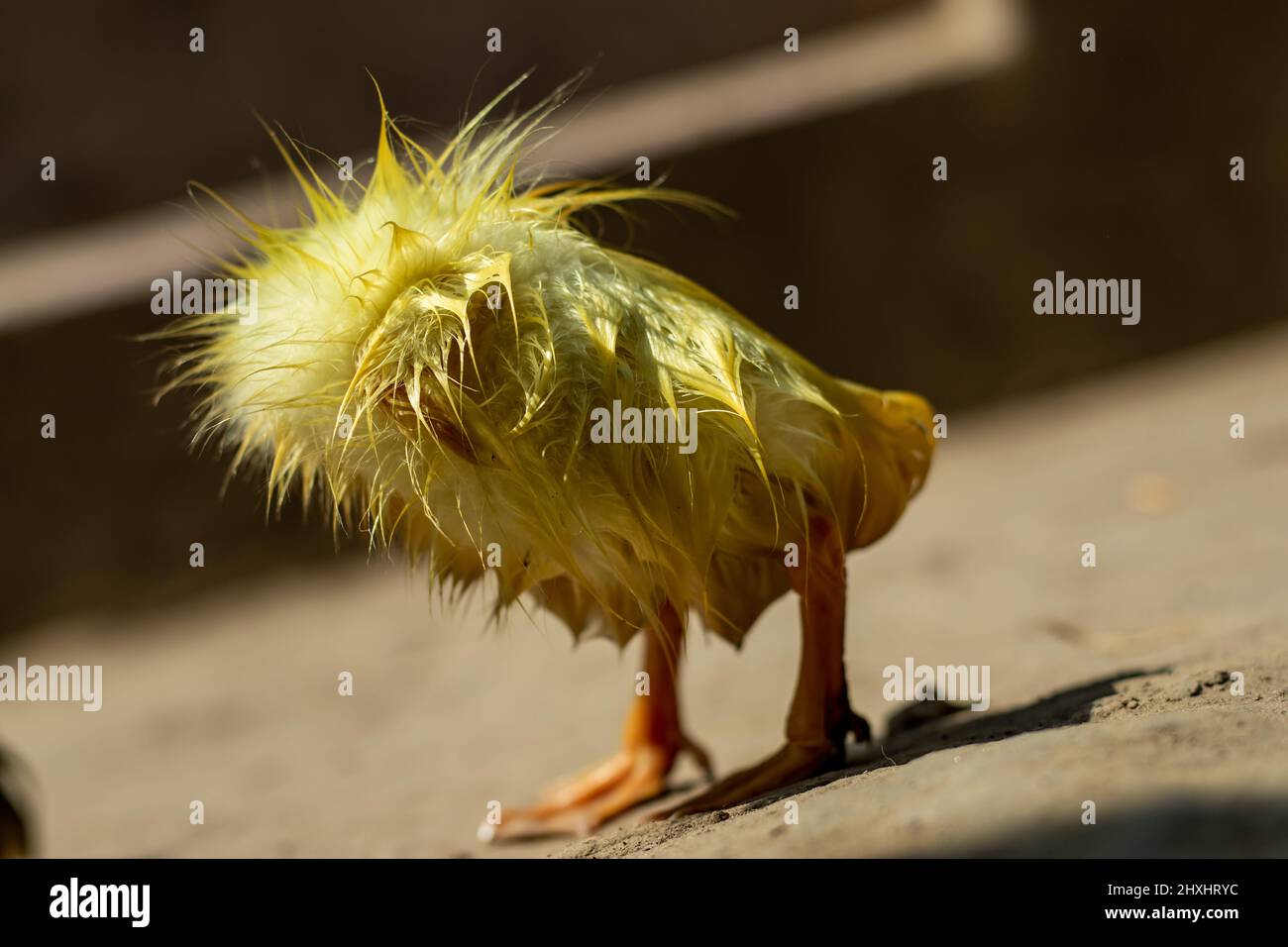 This is a yellow color baby goose. Swans or Raj Hash are birds of the ...