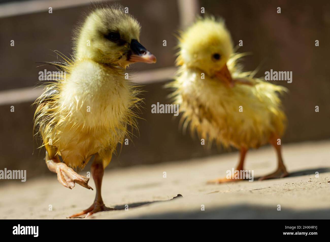 Hans raj hi-res stock photography and images - Alamy