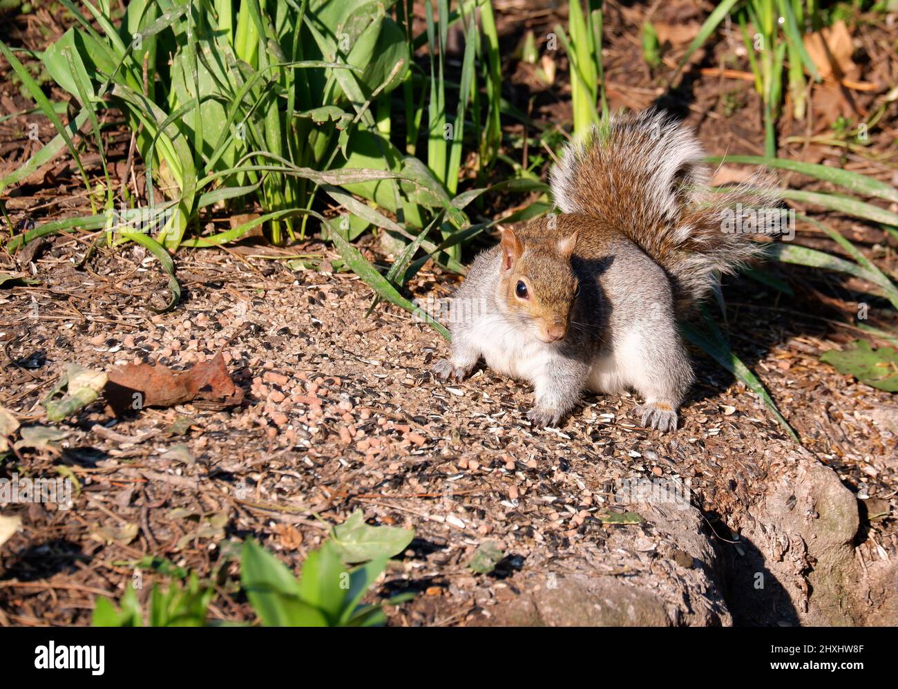 Alert squirrel on the ground Stock Photo - Alamy