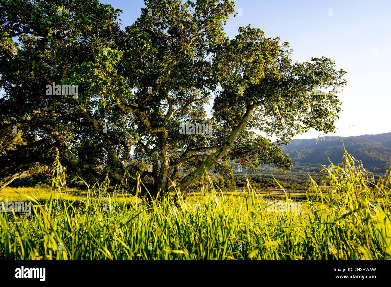Coastal live oak trees hi-res stock photography and images - Alamy