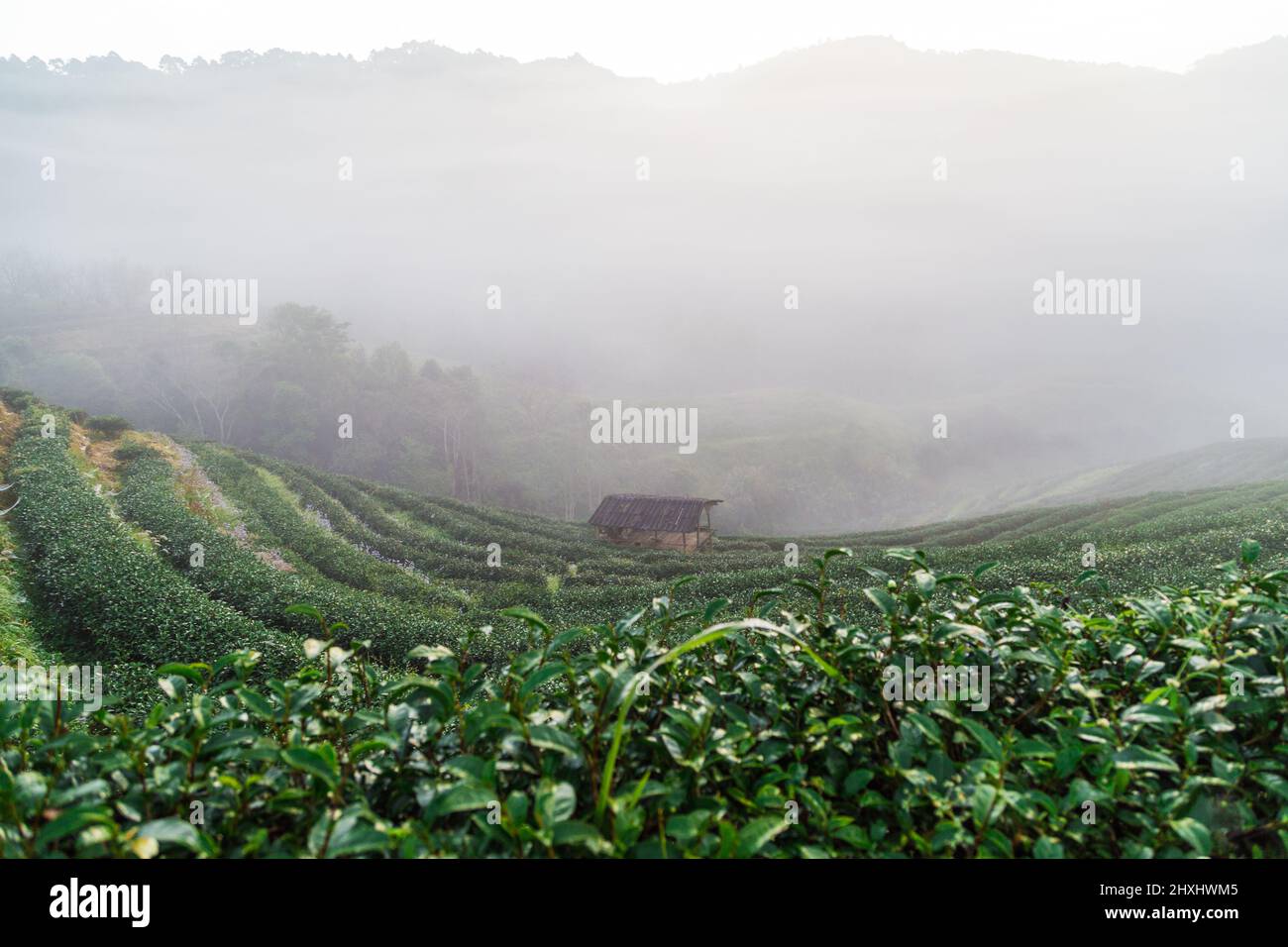 Mountain sunrise on tea plantation field with misty fog nature ...