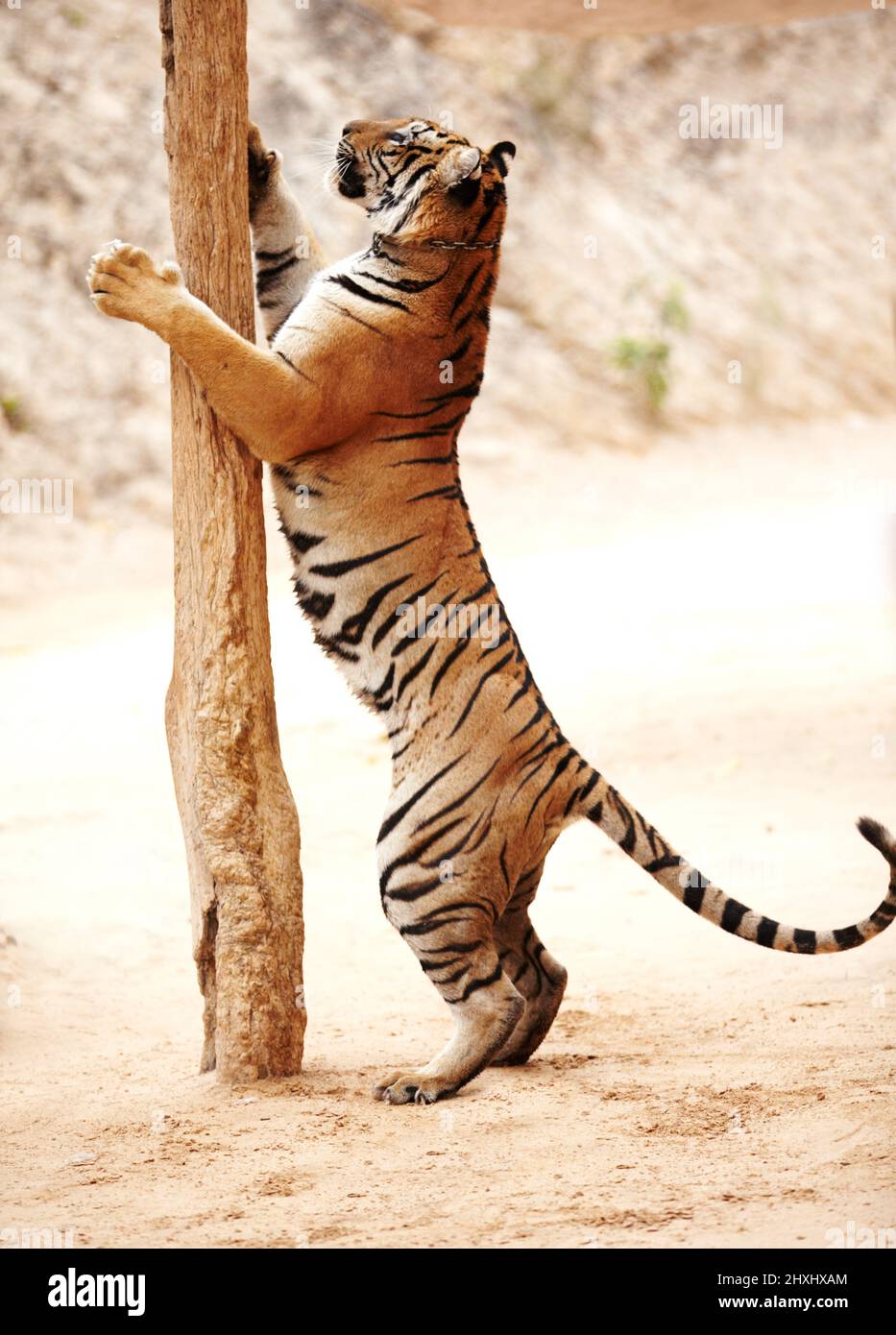 Tiger standing on hind legs hi-res stock photography and images - Alamy