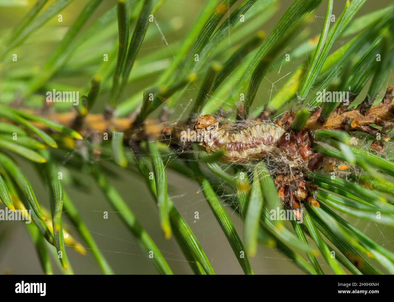 Sawfly acantholyda hi-res stock photography and images - Alamy