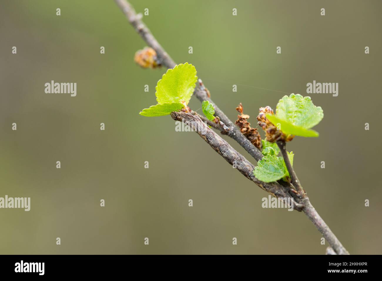 Mottled beauty moth larva (Alcis repandatus Stock Photo - Alamy