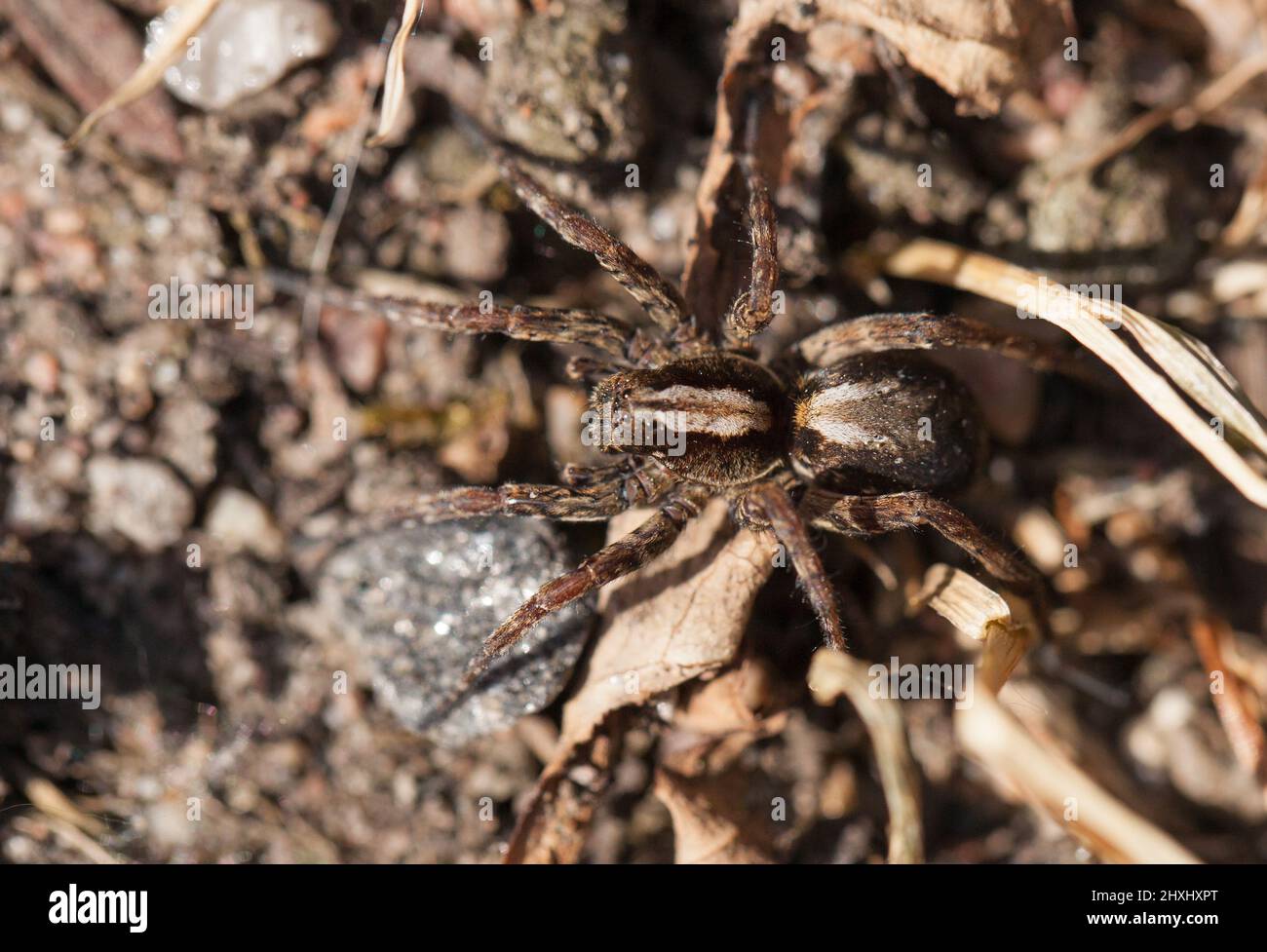 Fox spider (Alopecosa pinetorum Stock Photo - Alamy