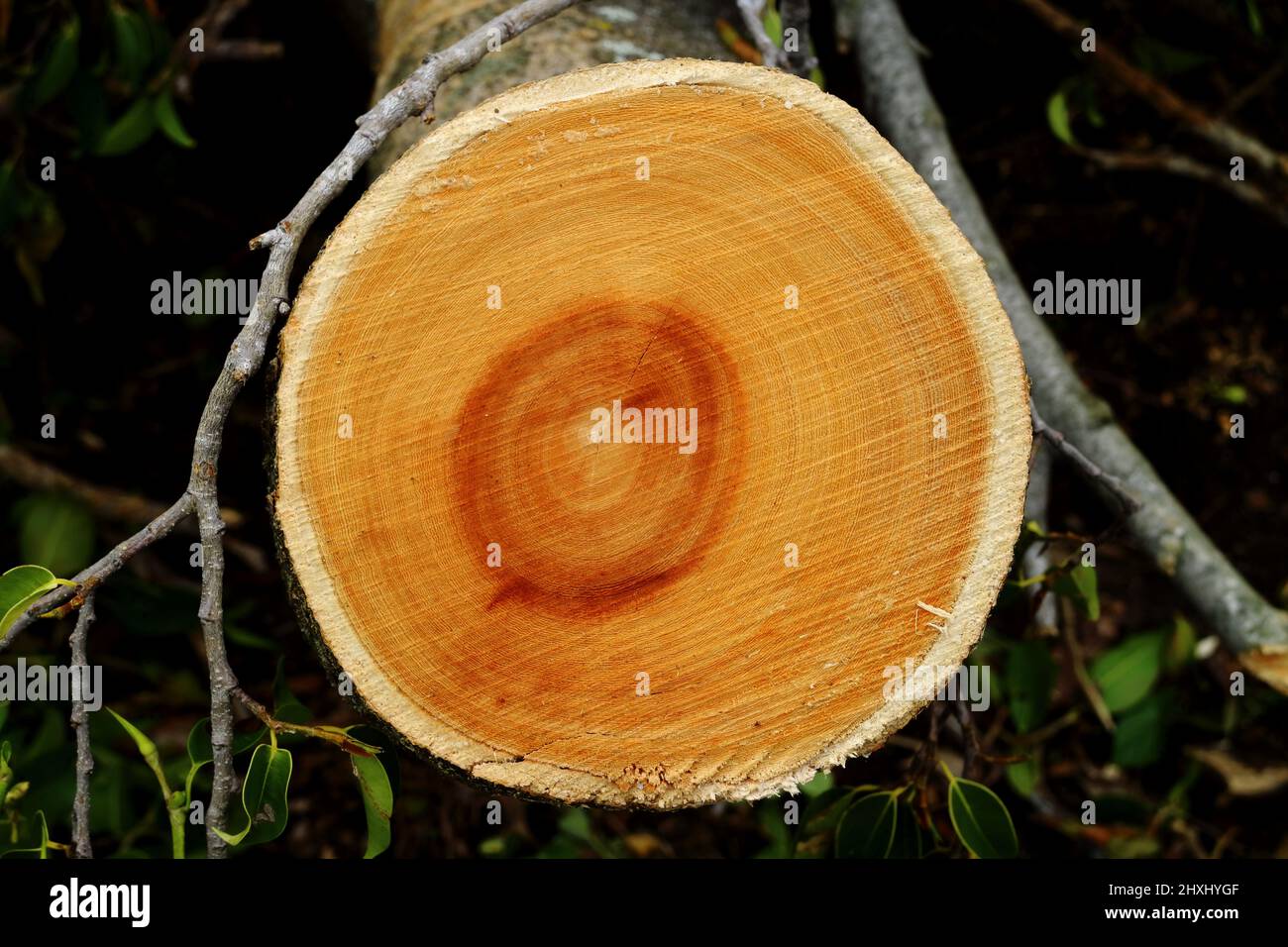 Ageing rings hi-res stock photography and images - Alamy