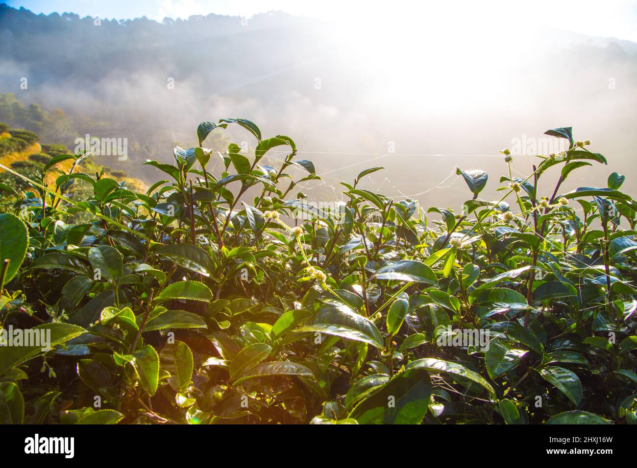 Green tea leaf sunrise farm land on mountain agricultural industry ...