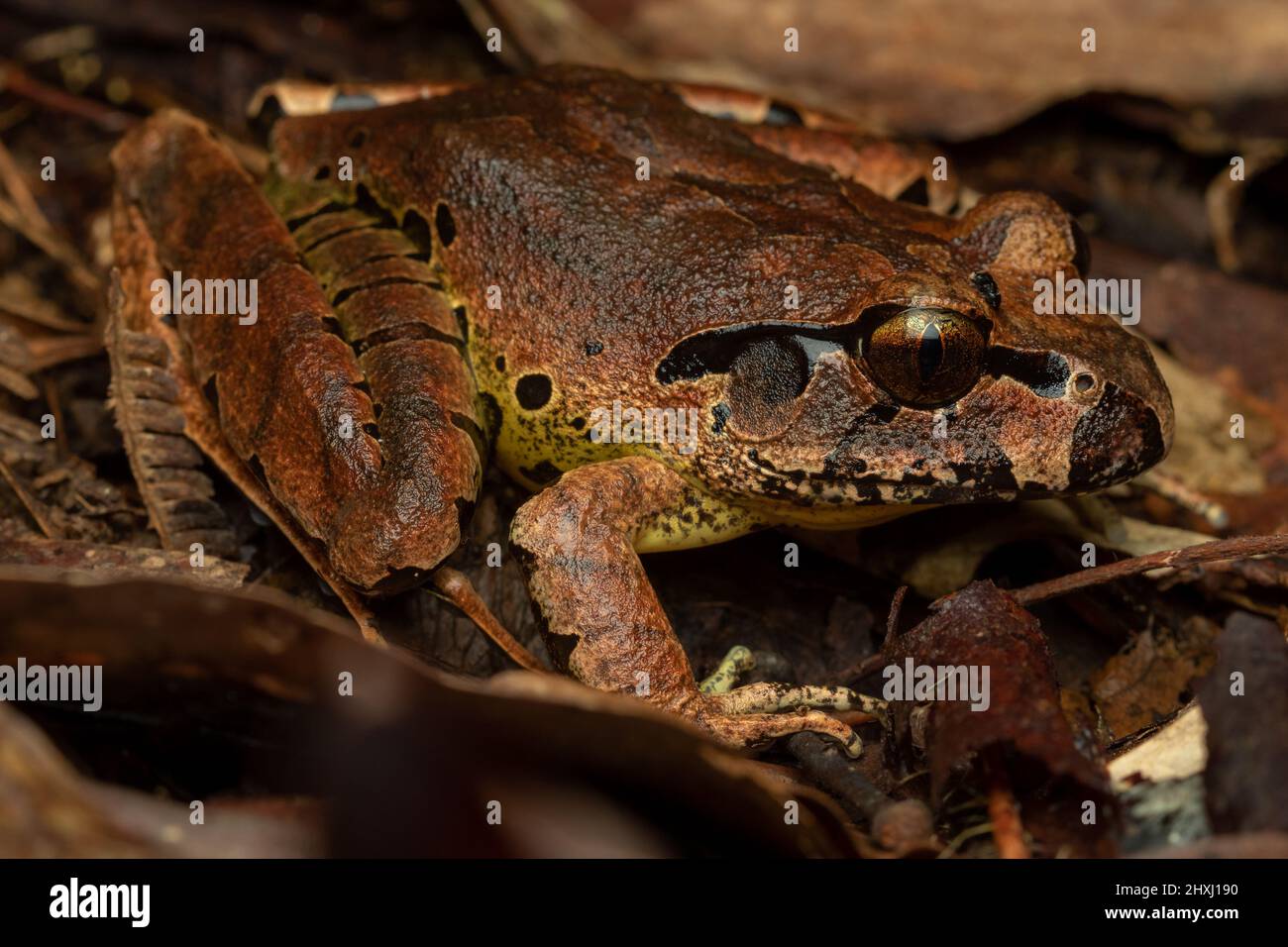Endangered Fleay’s barred frog (Mixophyes fleayi). Currumbin ...