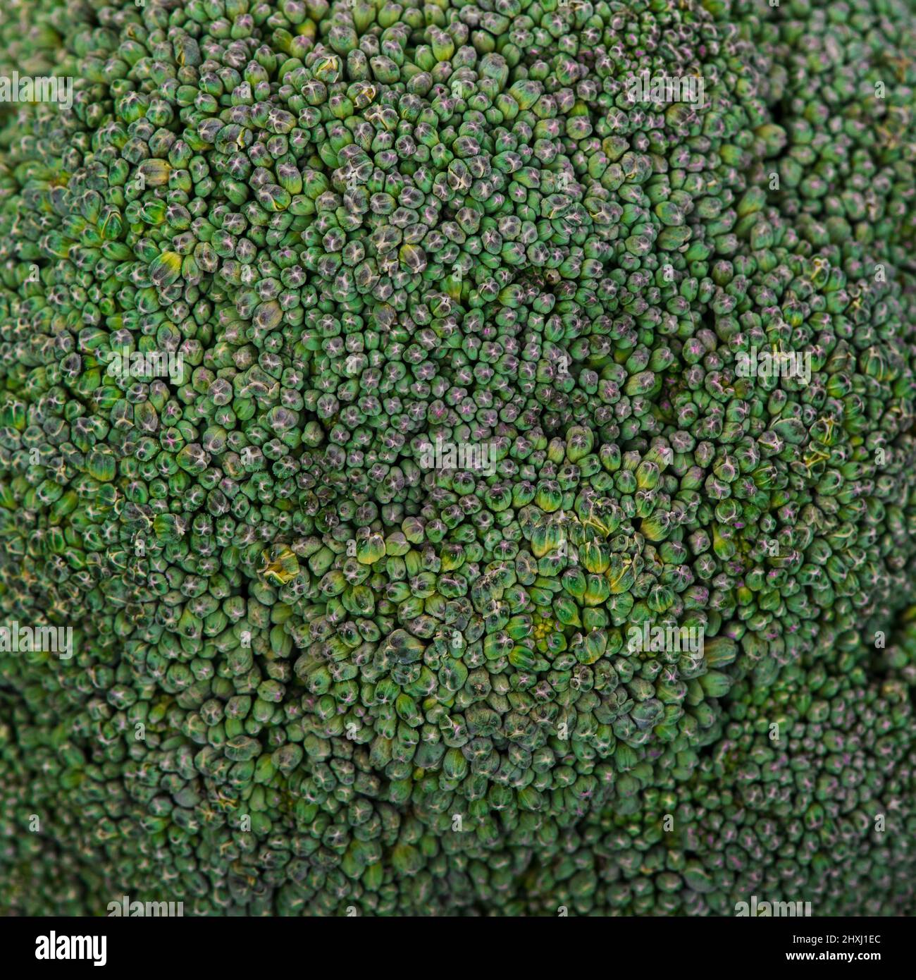 Green texture of broccoli, close-up background Stock Photo - Alamy