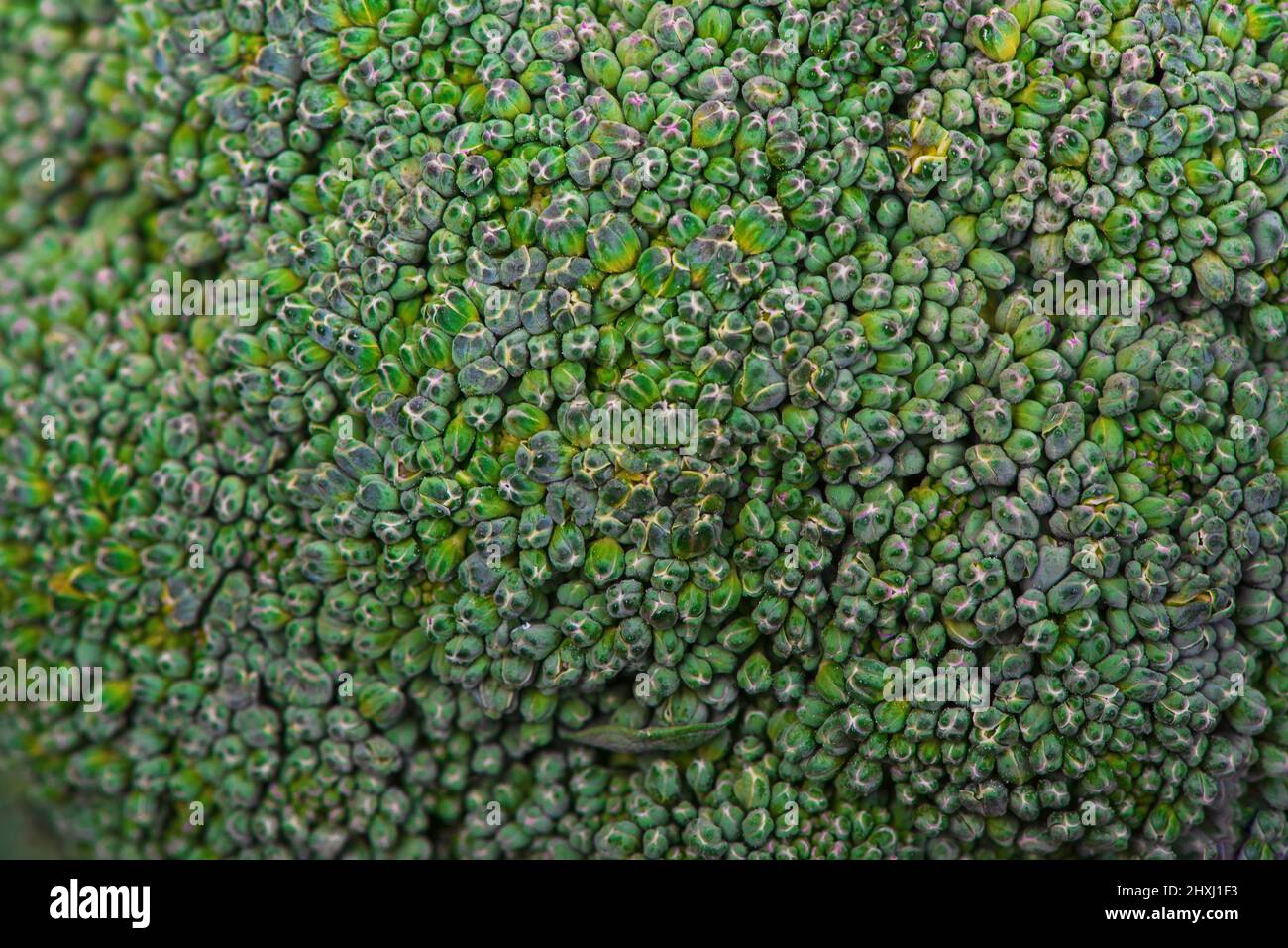 Green texture of broccoli, close-up background Stock Photo - Alamy