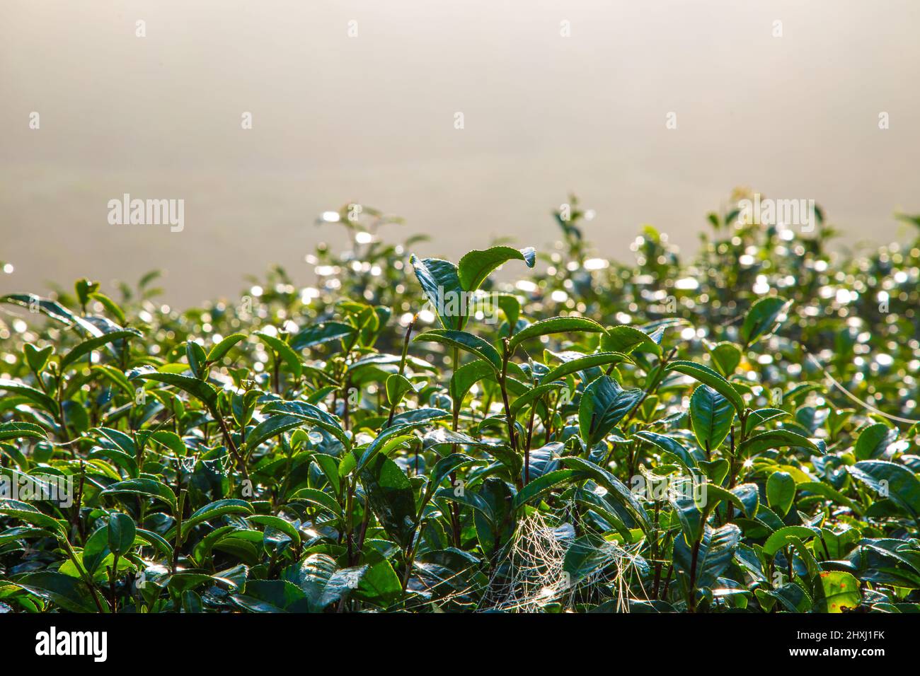 Green tea leaf sunrise farm land on mountain agricultural industry ...