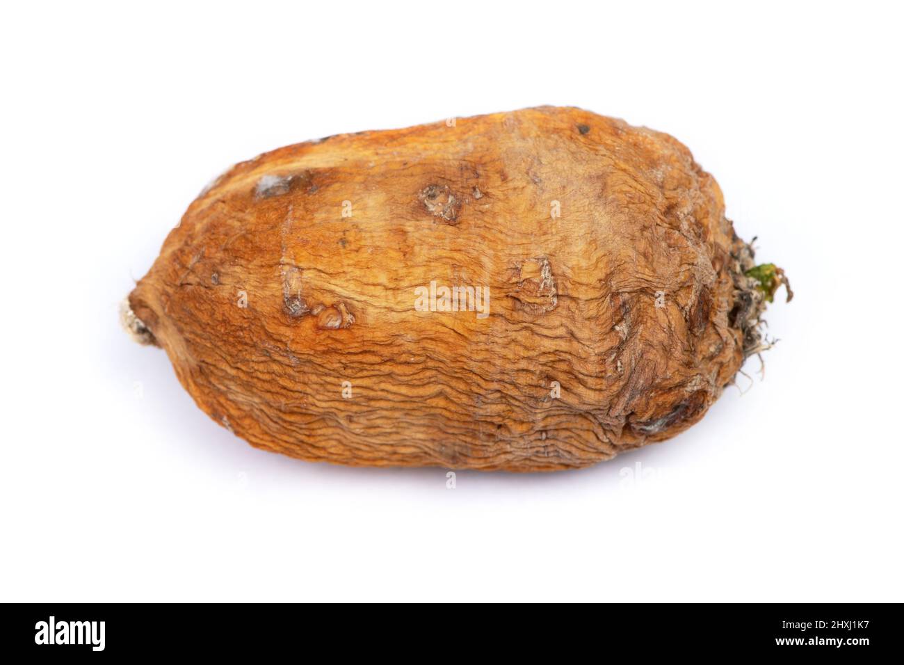 Old dry spoiled turnip isolated on white background Stock Photo - Alamy