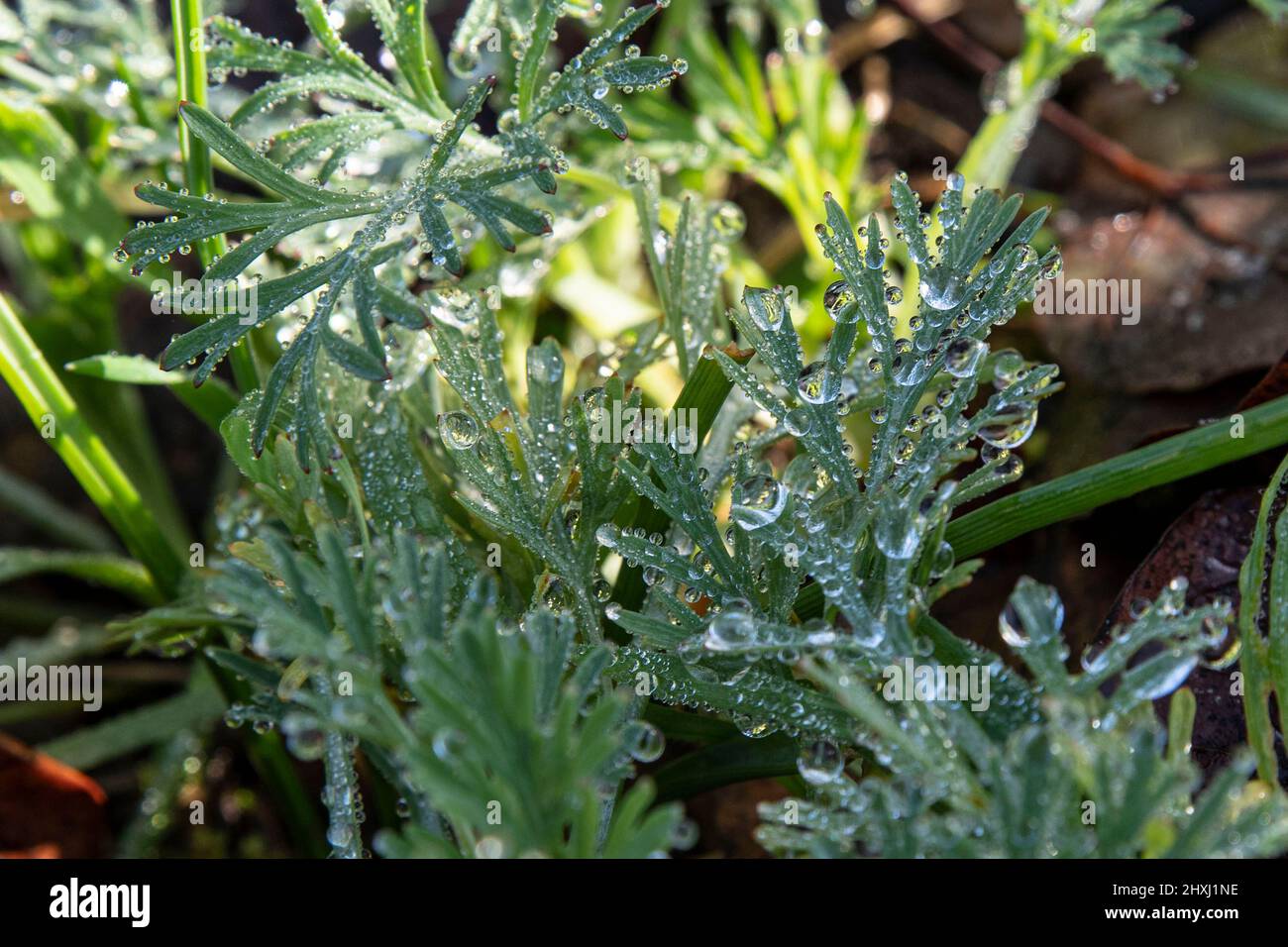 Dewdrops on grass in garden hi-res stock photography and images - Alamy