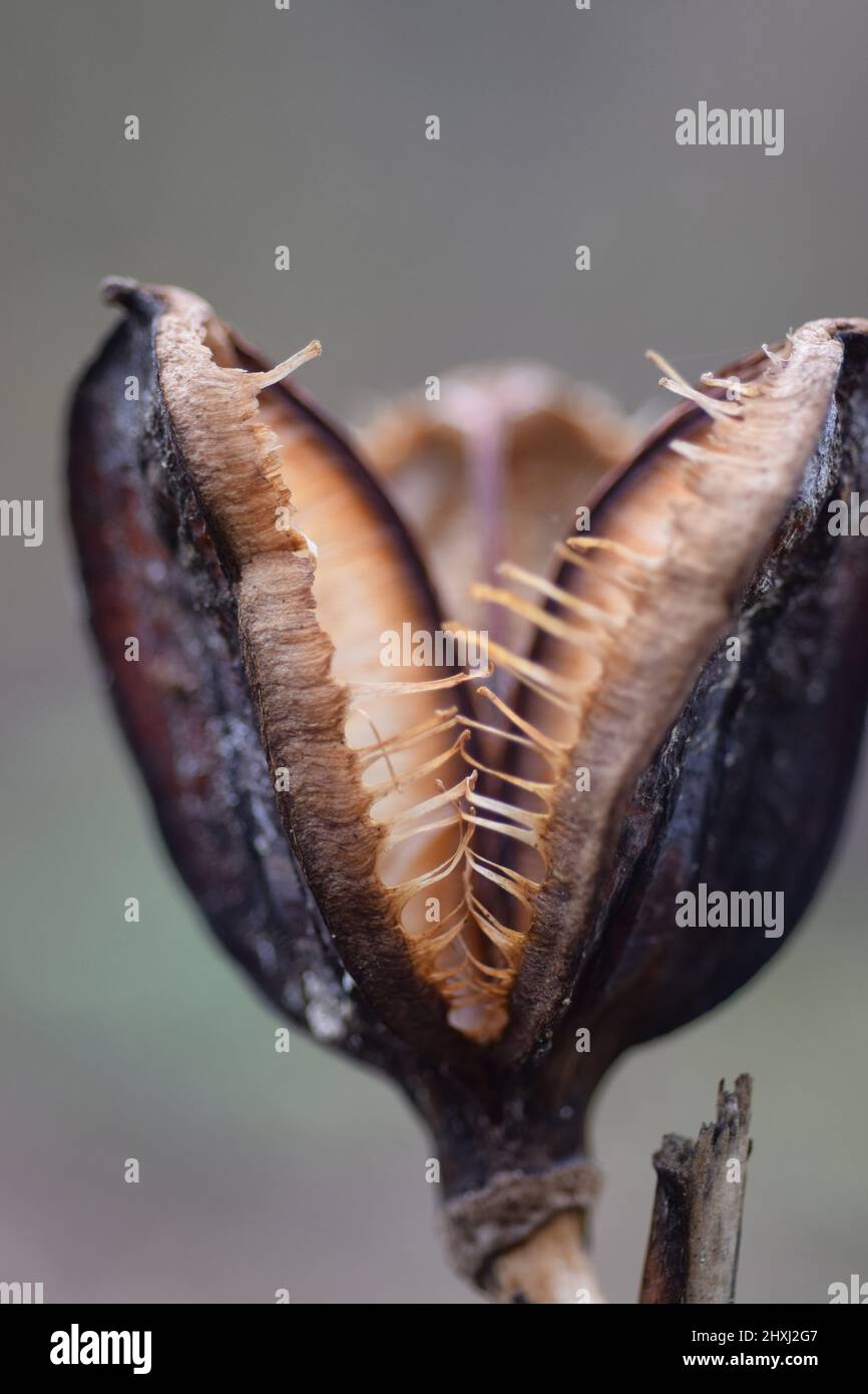 Empty seed pod hi-res stock photography and images - Alamy