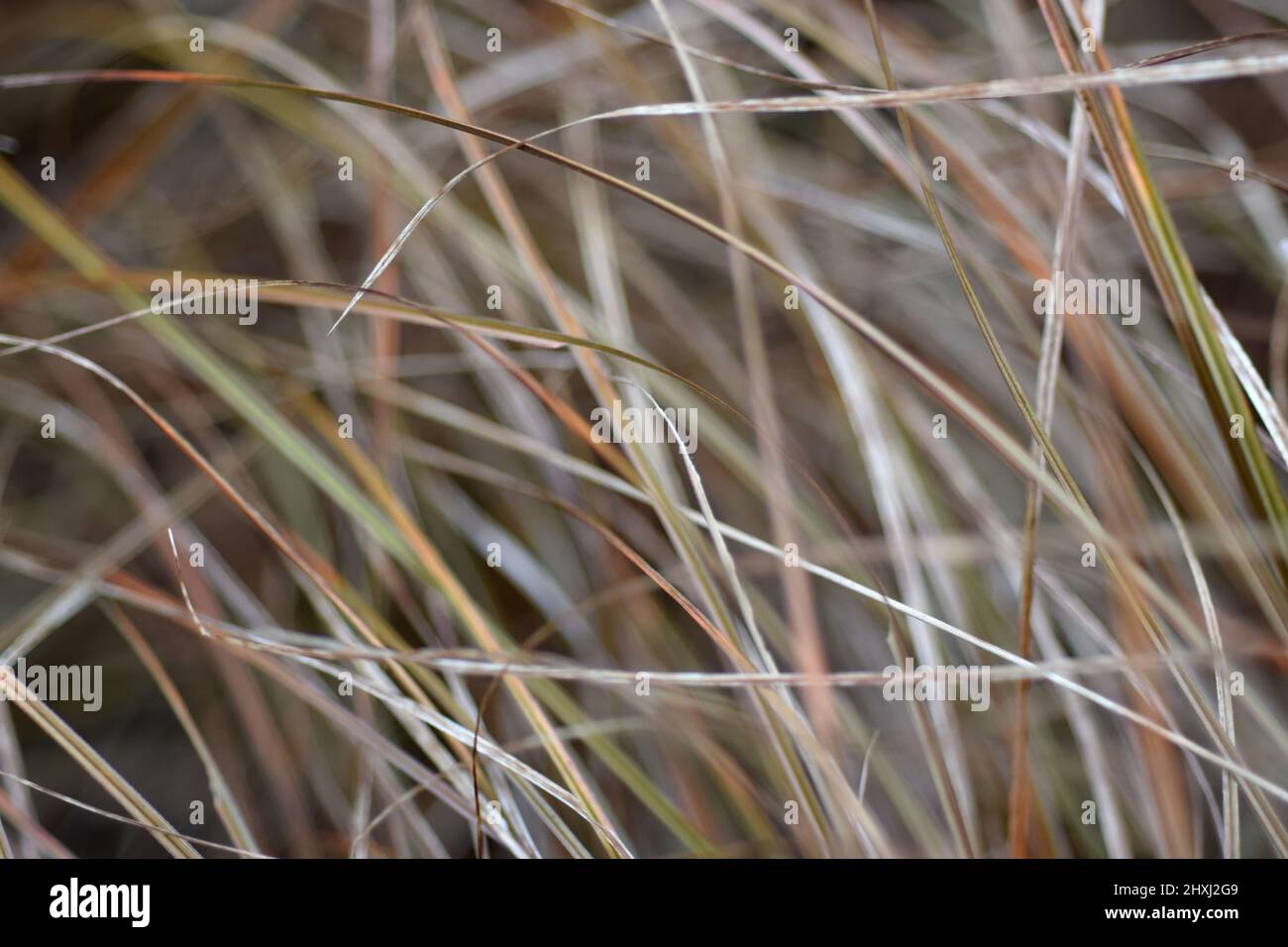 Uk garden grasses winter hi-res stock photography and images - Alamy