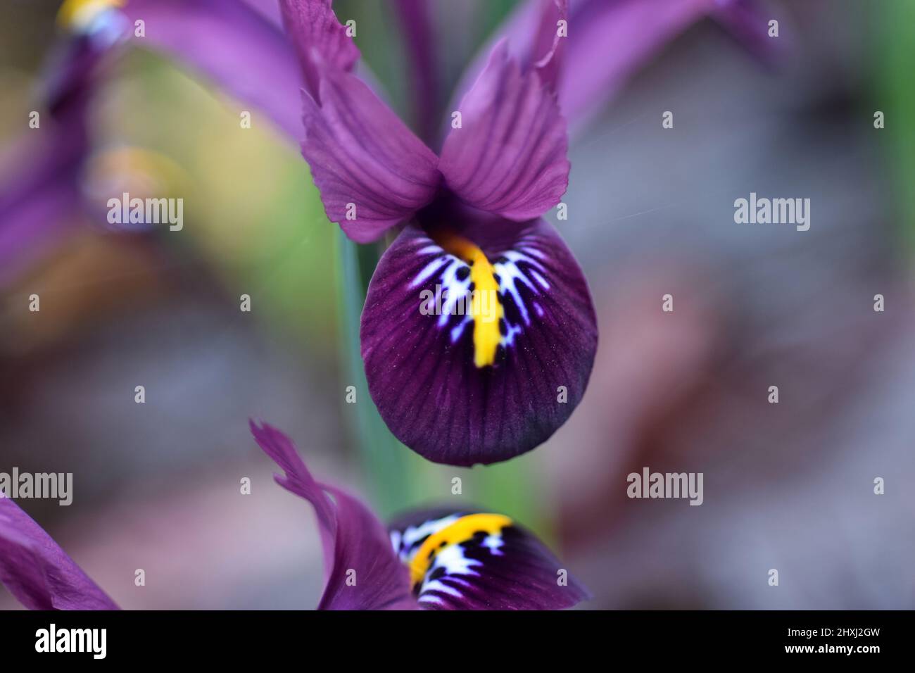 Dwarf growing iris hi-res stock photography and images - Alamy
