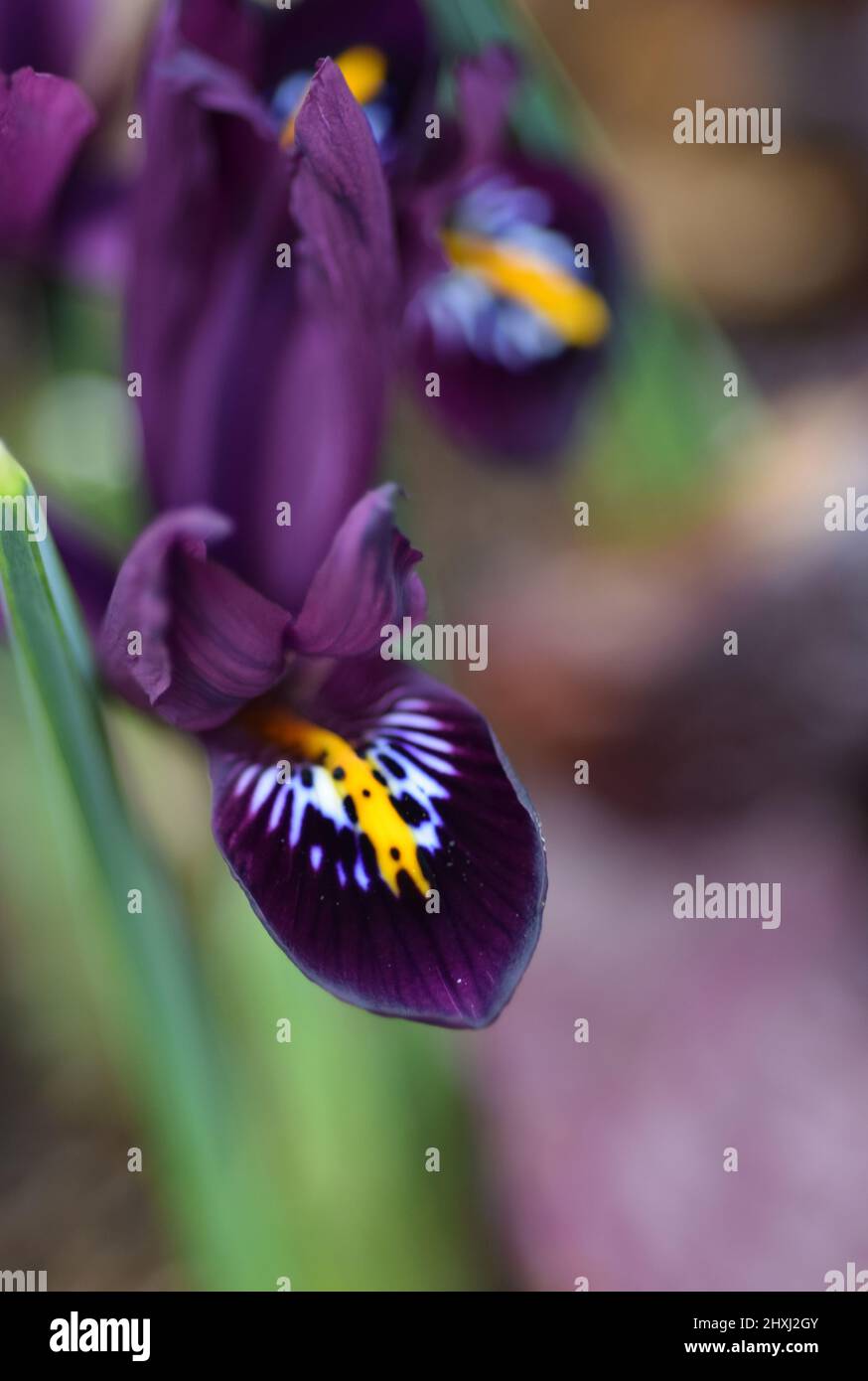 dwarf iris purple gem Stock Photo - Alamy