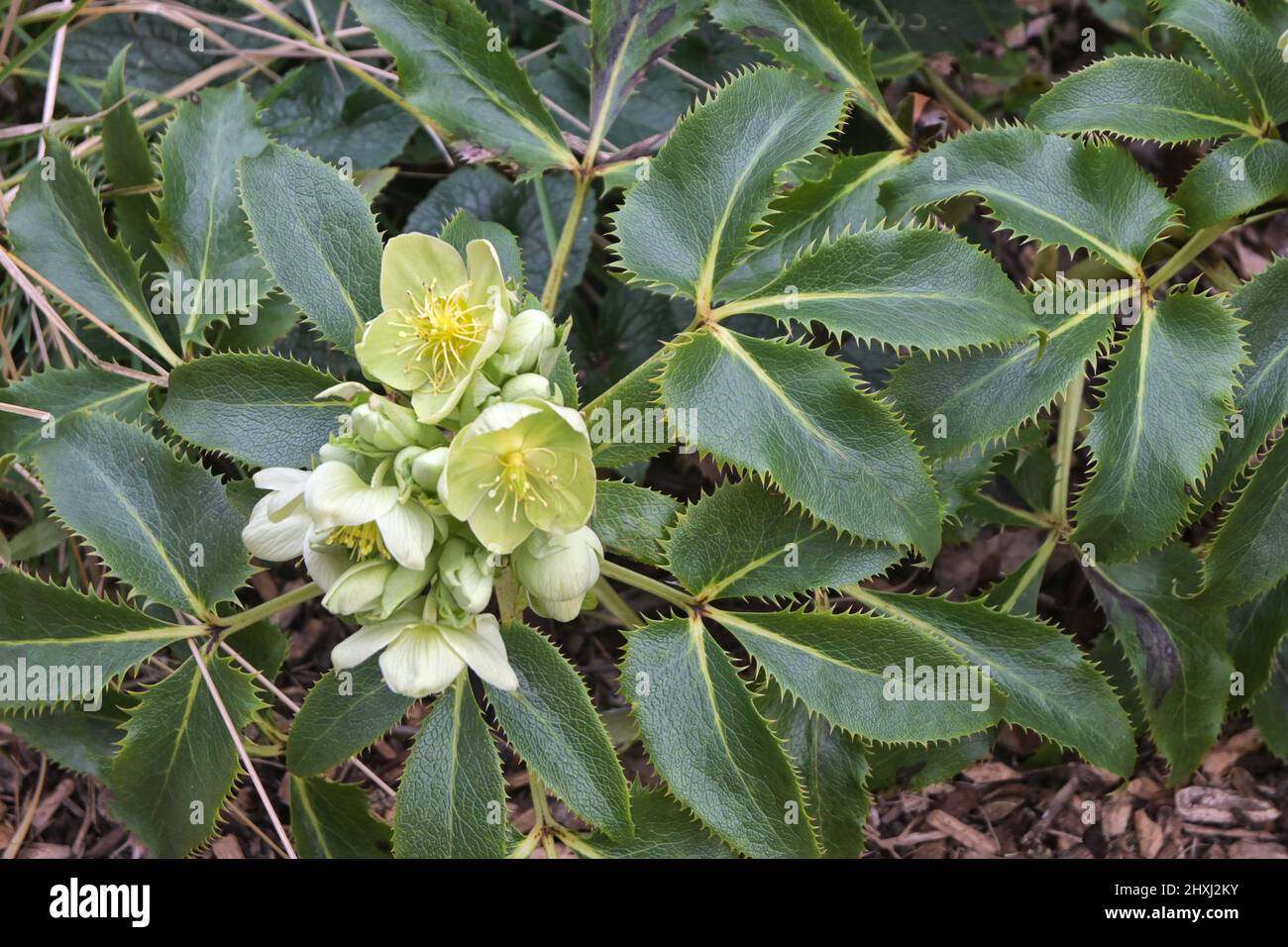 Hellebore leaves hi-res stock photography and images - Alamy