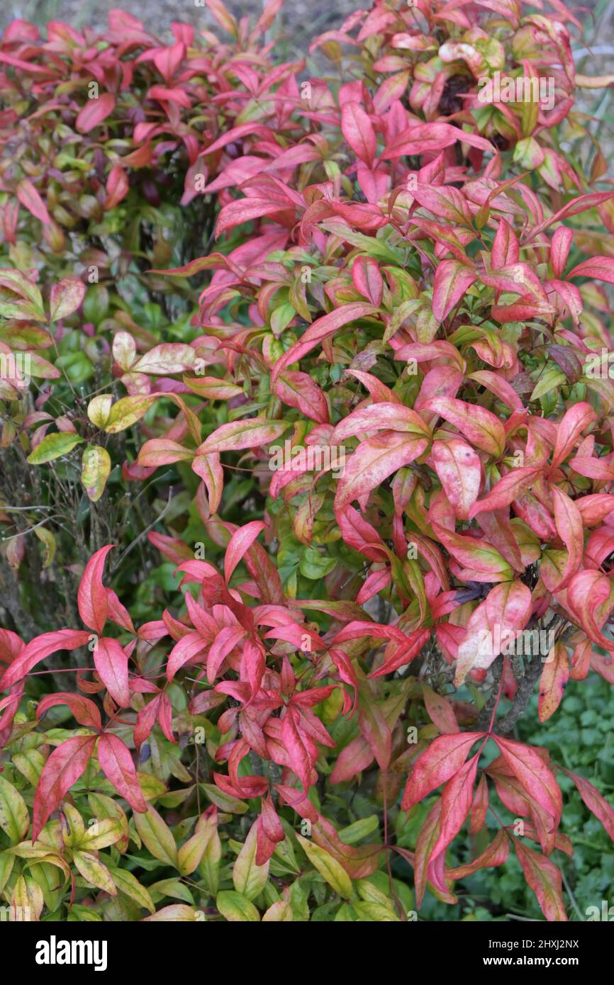 fire power - Nandina Domestica Stock Photo - Alamy