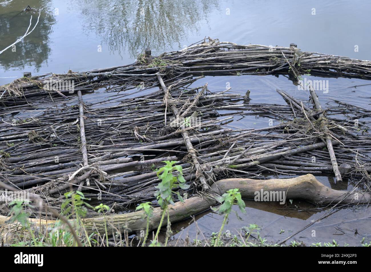 tree branches in winter pond, fence, fencing Stock Photo - Alamy