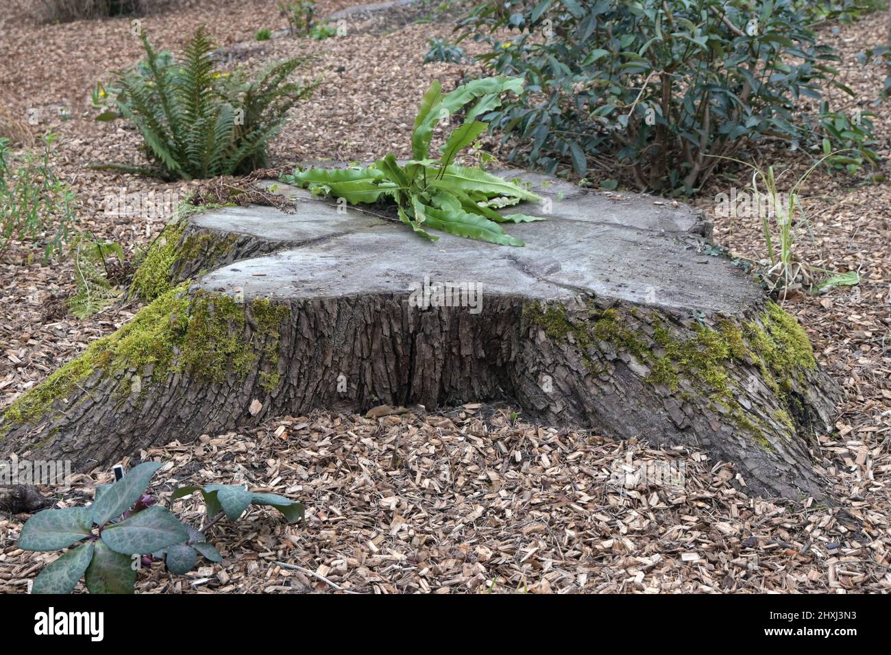 tree stump with fern growing from the centre, england Stock Photo - Alamy