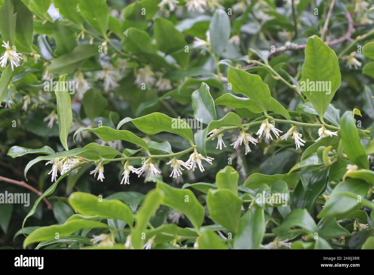 Sweet box plants hi-res stock photography and images - Alamy