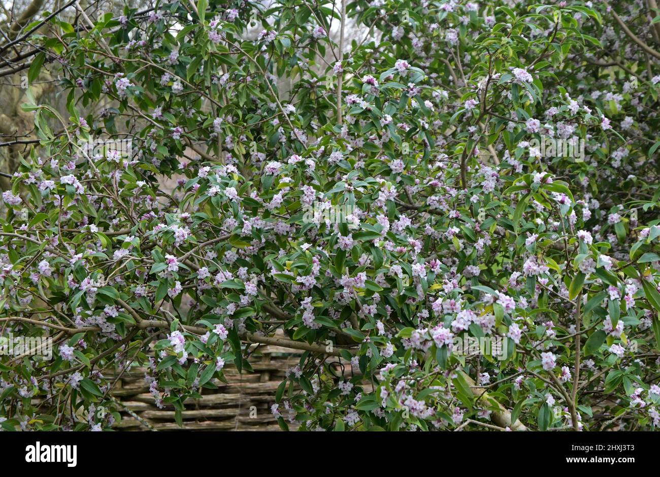 Viburnum x bodnantense 'Dawn', daphne Stock Photo - Alamy