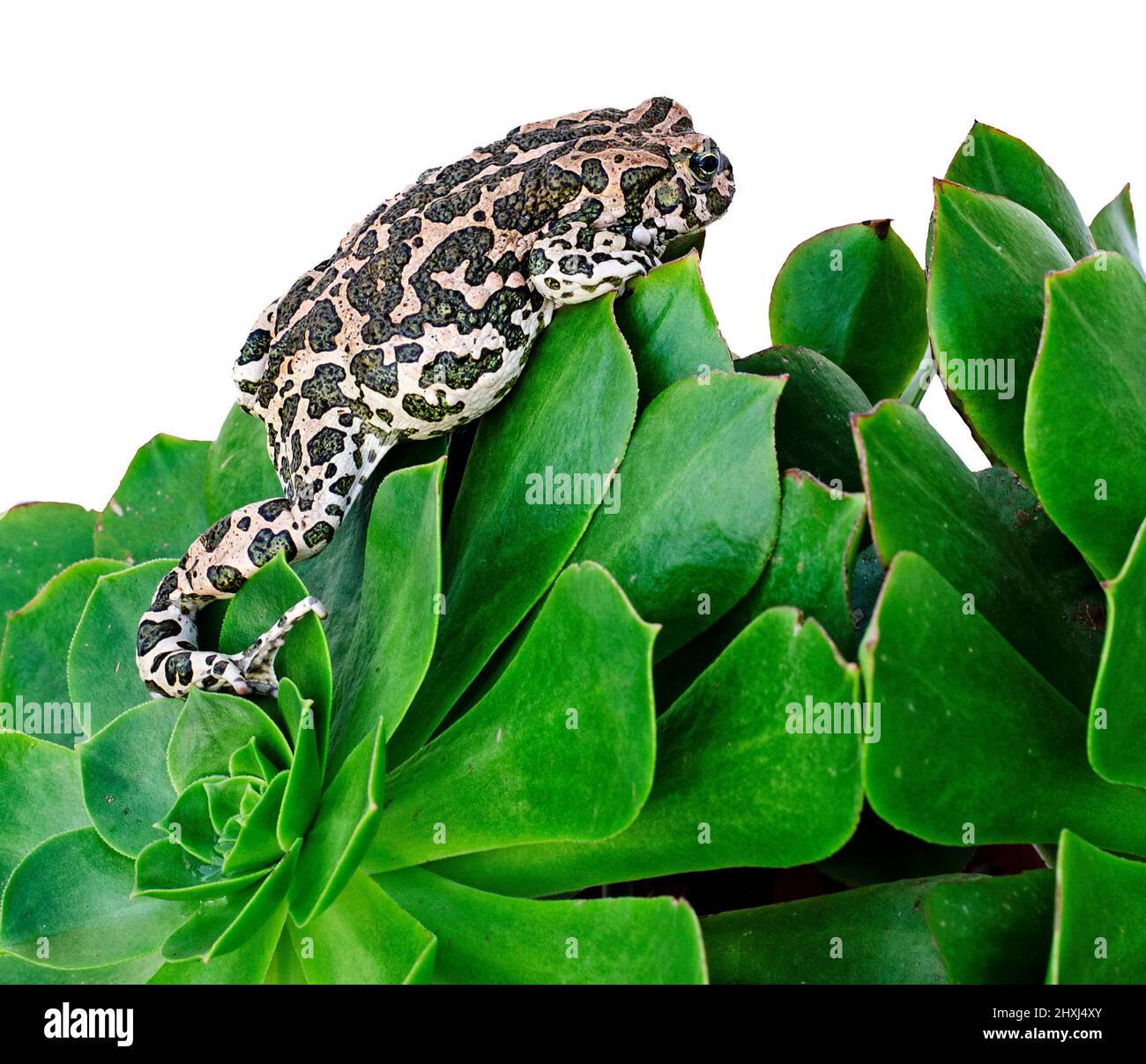 Close up of Toad on Plant Stock Photo - Alamy