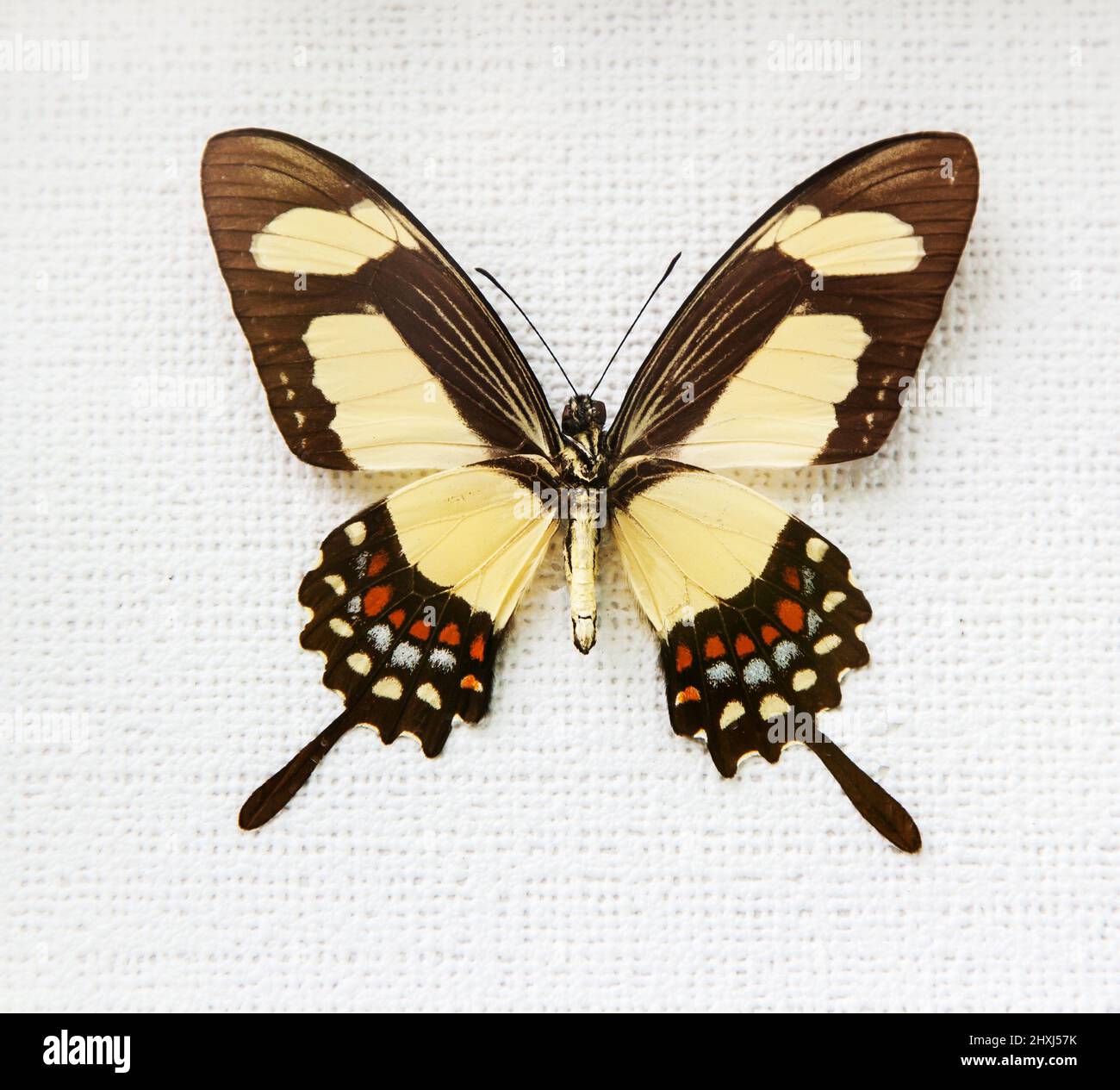 Exotic butterfly isolated on white background Stock Photo - Alamy