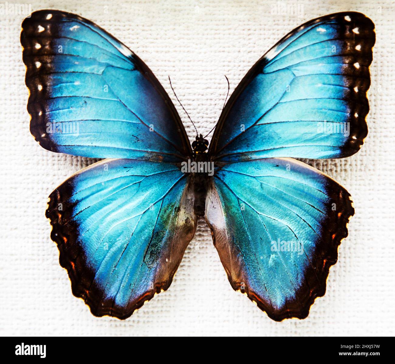 Exotic butterfly isolated on white background Stock Photo - Alamy