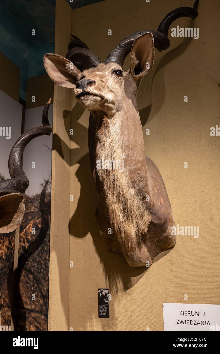 The greater kudu (Tragelaphus strepsiceros) is a woodland antelope ...