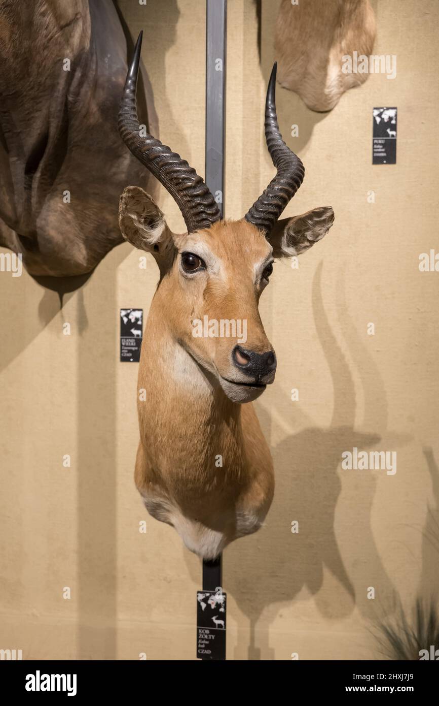 African Antelope Horns