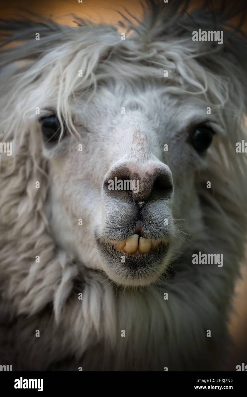 Alpaca Lama pacos snout portrait, animal in the family: Camelidae ...