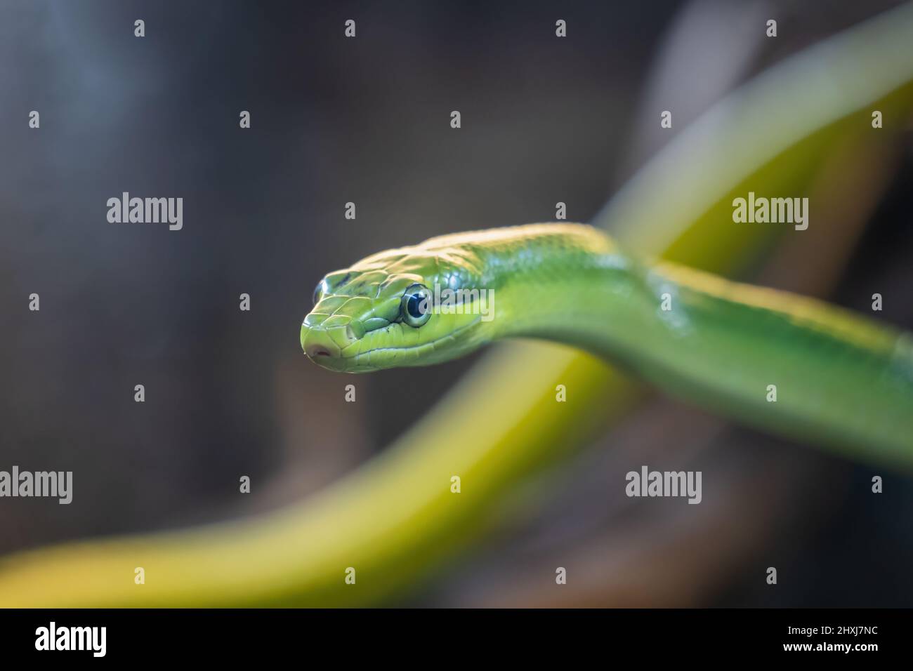 Head ratsnake hi-res stock photography and images - Alamy