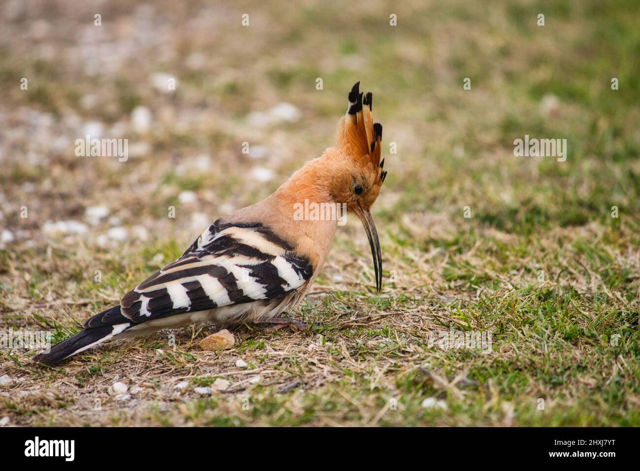 Common Eurasian Hoopoe (Upupa epops) on the grassy ground Stock Photo ...