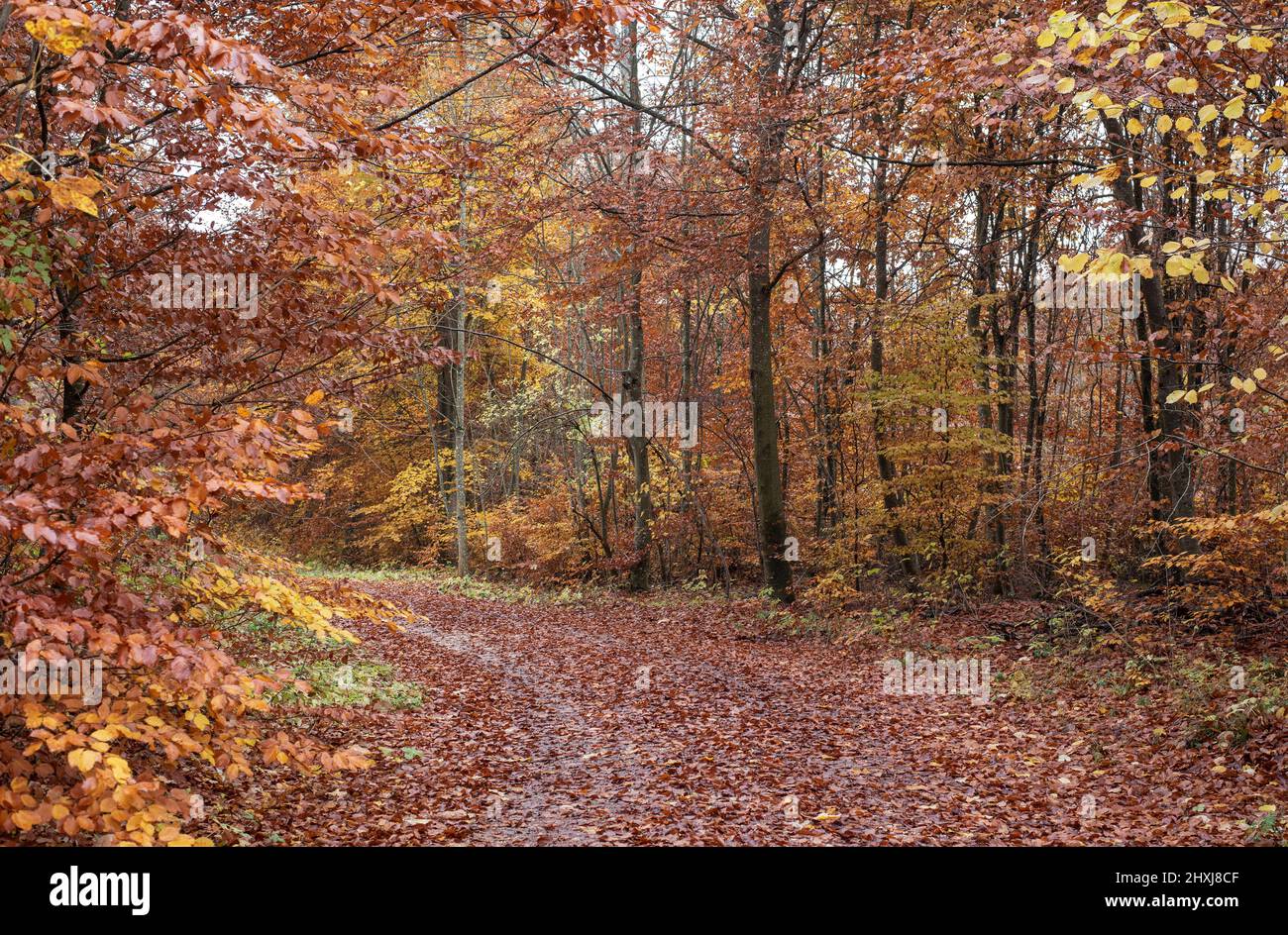 a beech forest in autumn with colorful leaves and a curved footpath ...