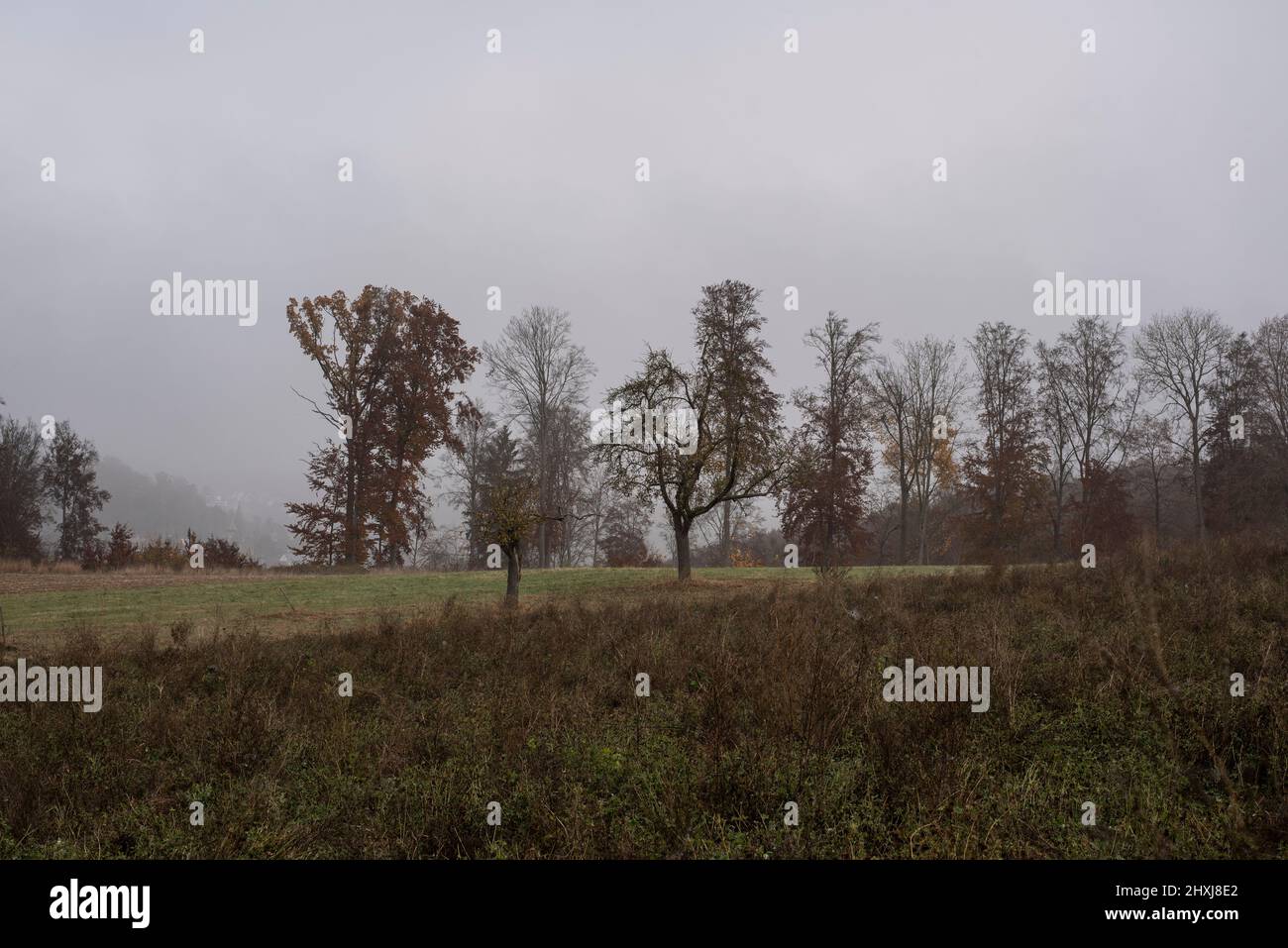 a misty landscape with gray sky in autumn with deciduous trees Stock ...