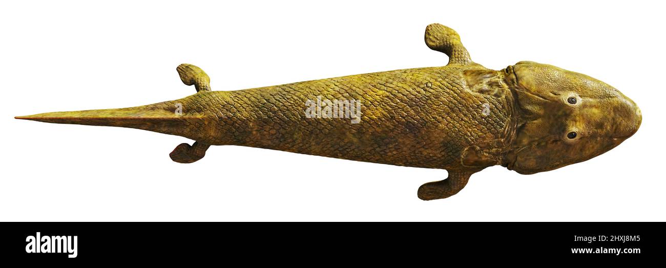 Tiktaalik, extinct transitional species between fish and legged animals ...