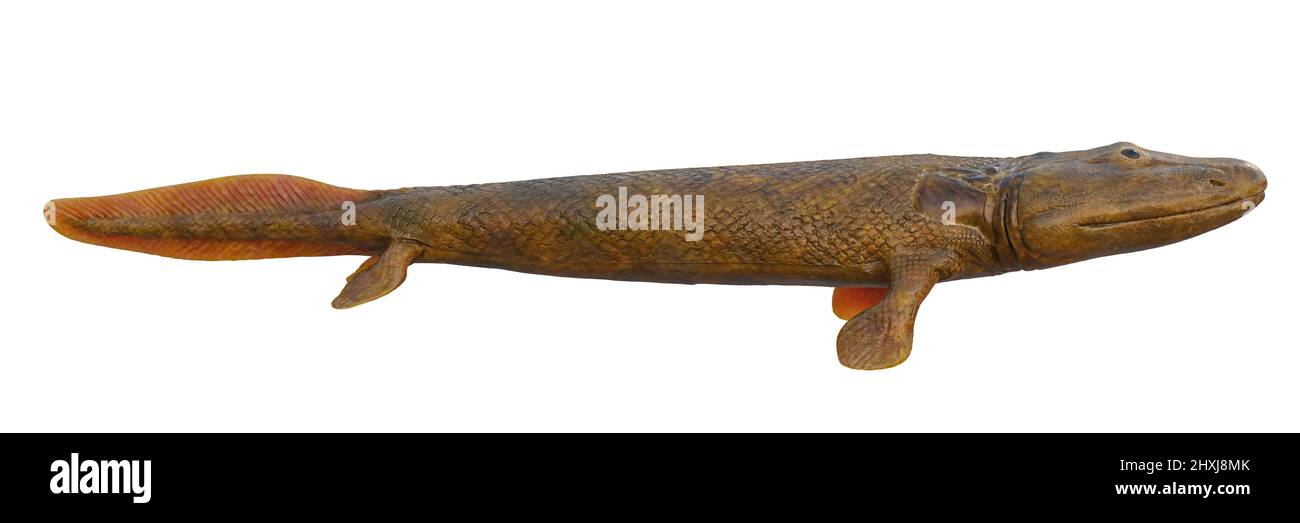Tiktaalik Evolution